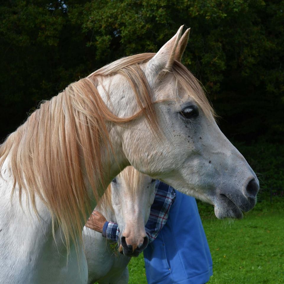 About Us | Horsemanship for Health